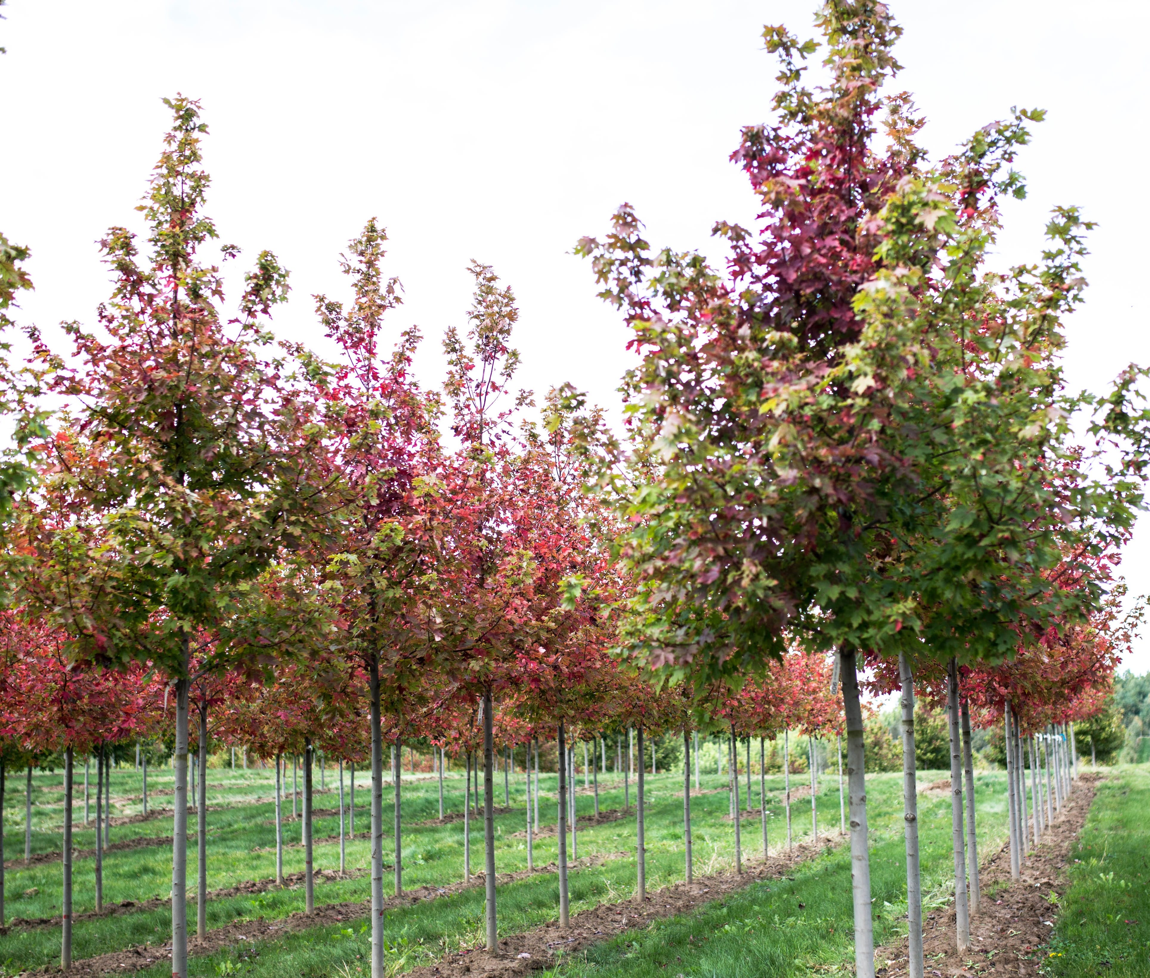 Acer ginnala ‘Ruby Slippers’ | Braun Nursery