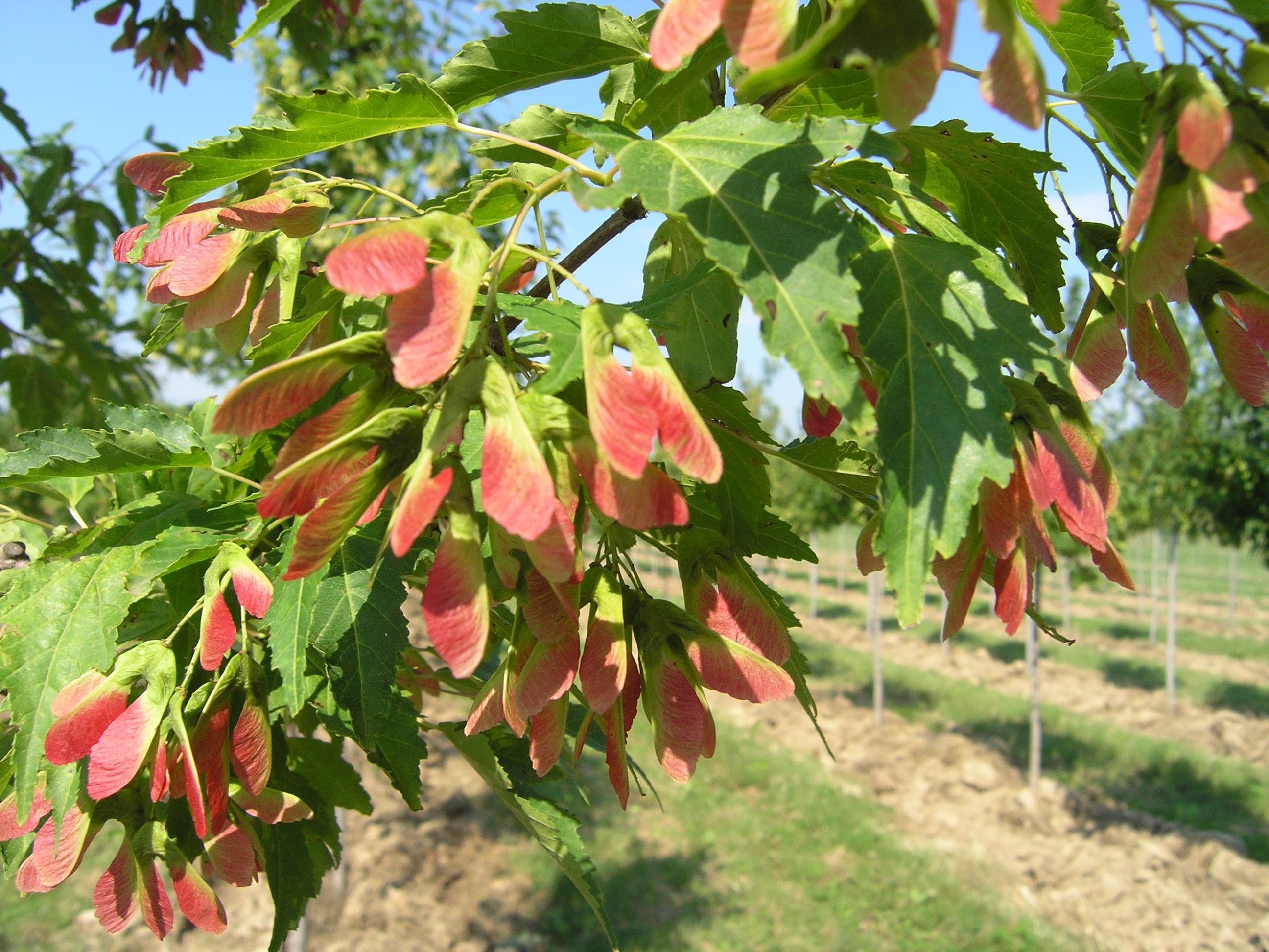 Acer ginnala ‘Ruby Slippers’ | Braun Nursery