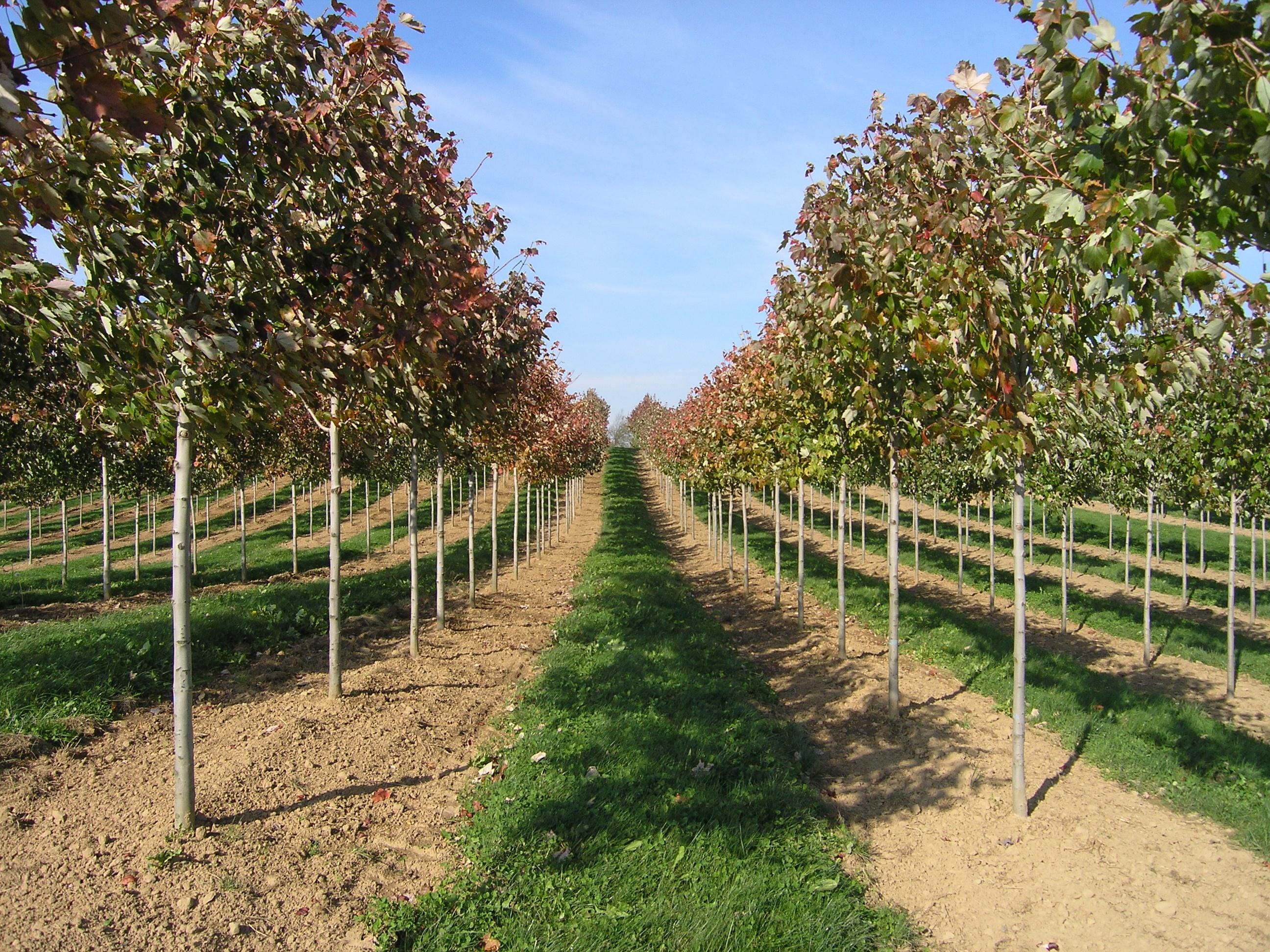 Acer ginnala ‘Ruby Slippers’ | Braun Nursery