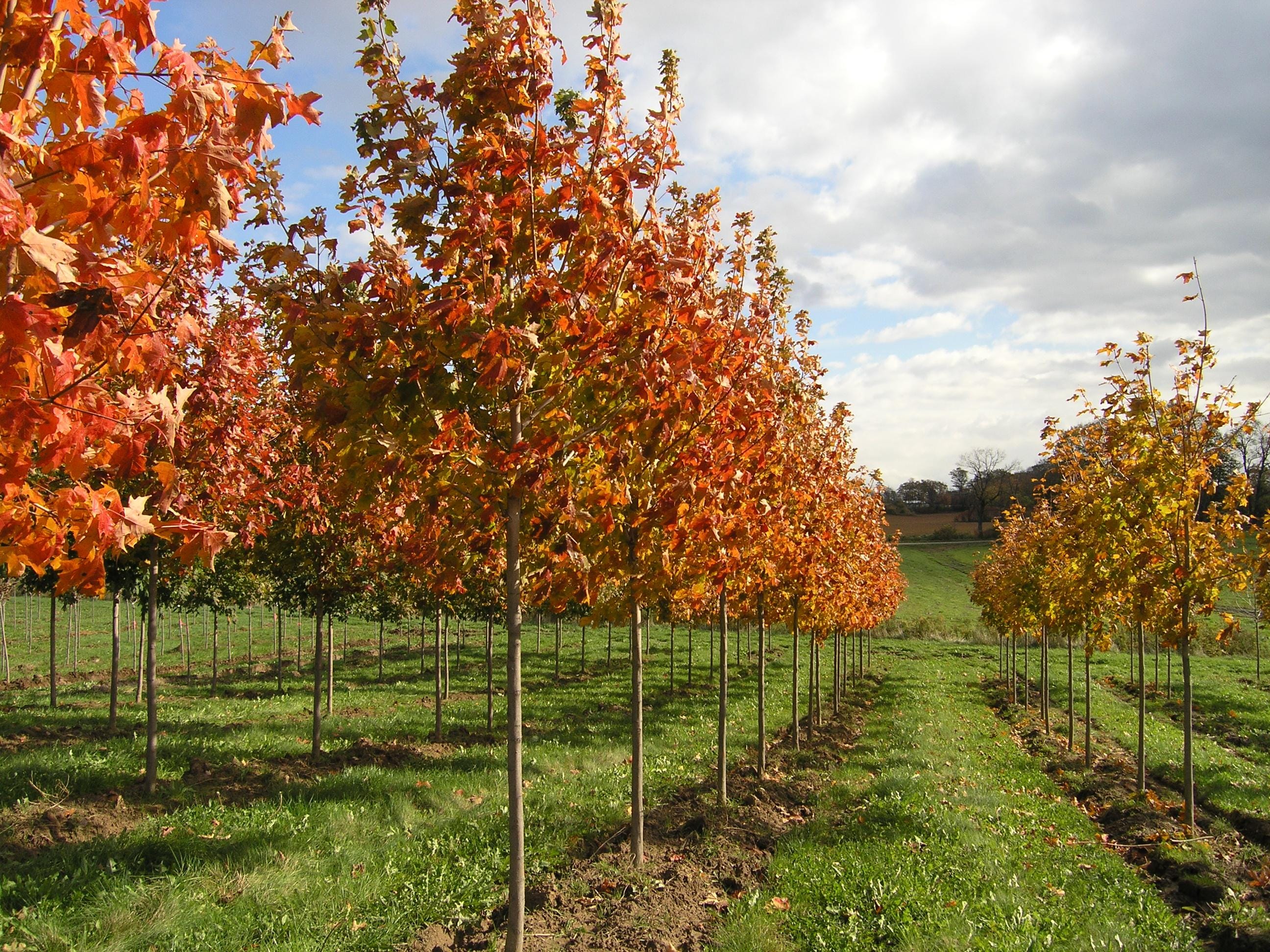 Acer ginnala ‘Ruby Slippers’ | Braun Nursery
