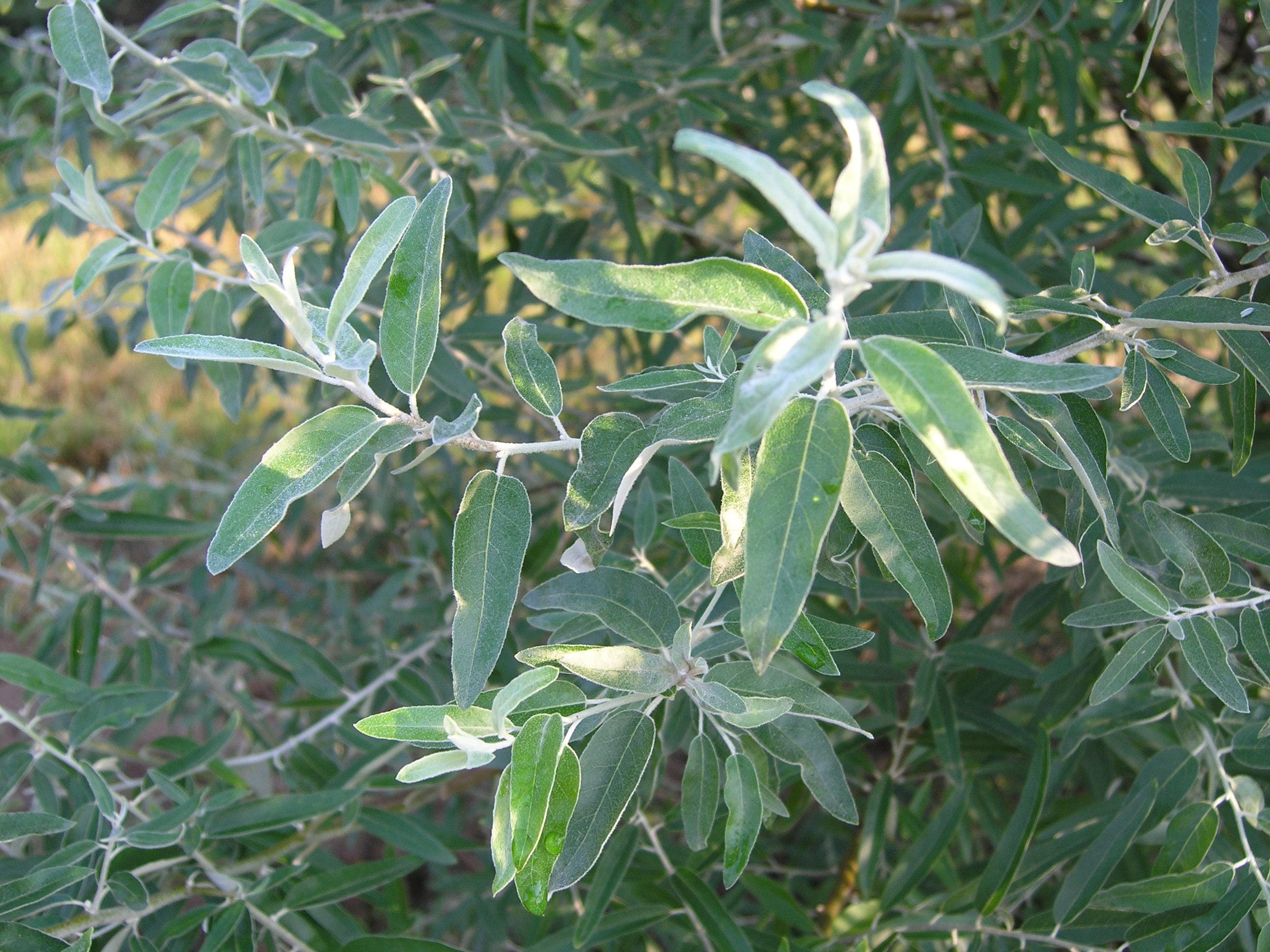 Elaeagnus angustifolia | Braun Nursery