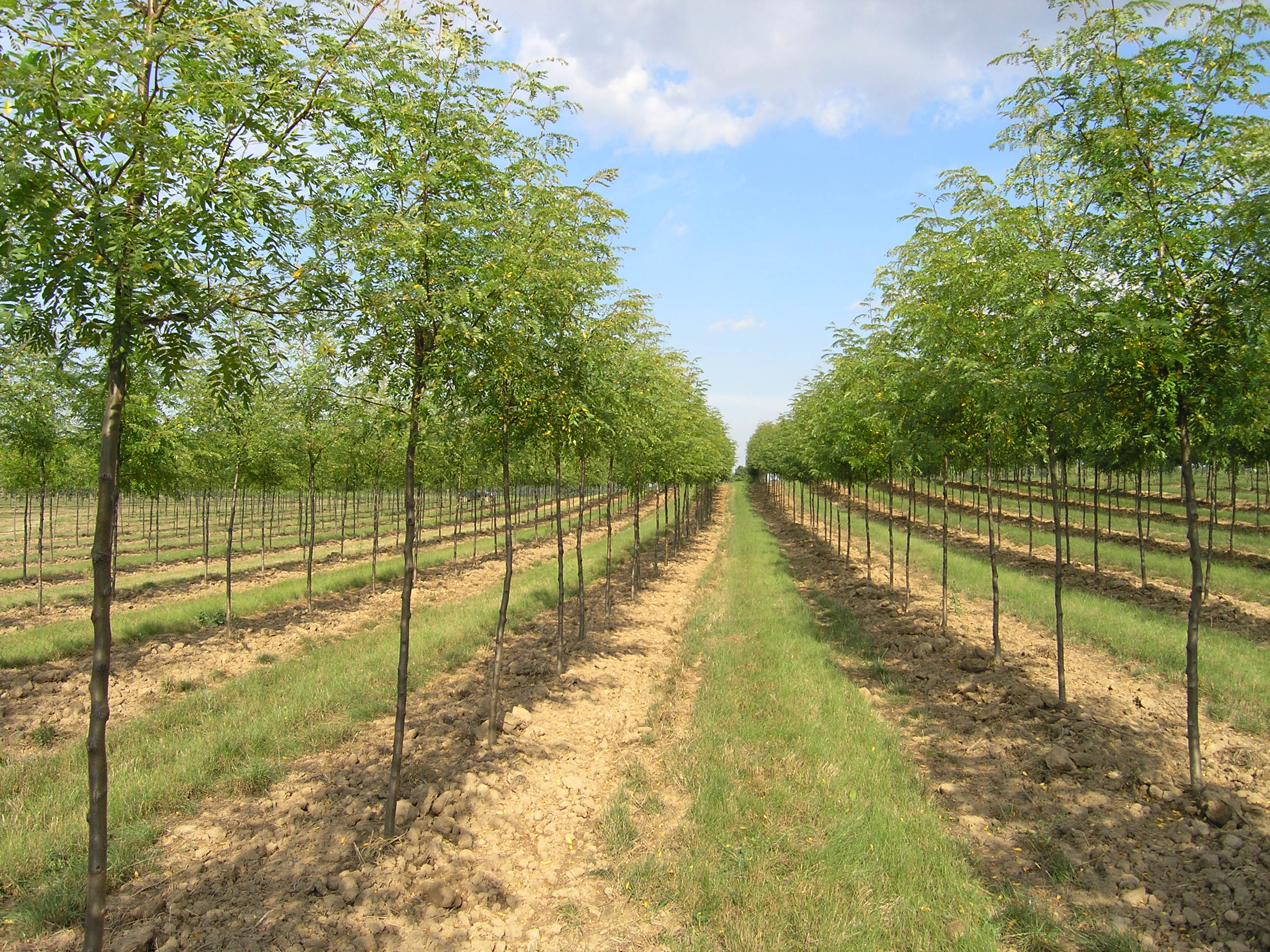 Gleditsia triacanthos ‘Skyline’ | Braun Nursery