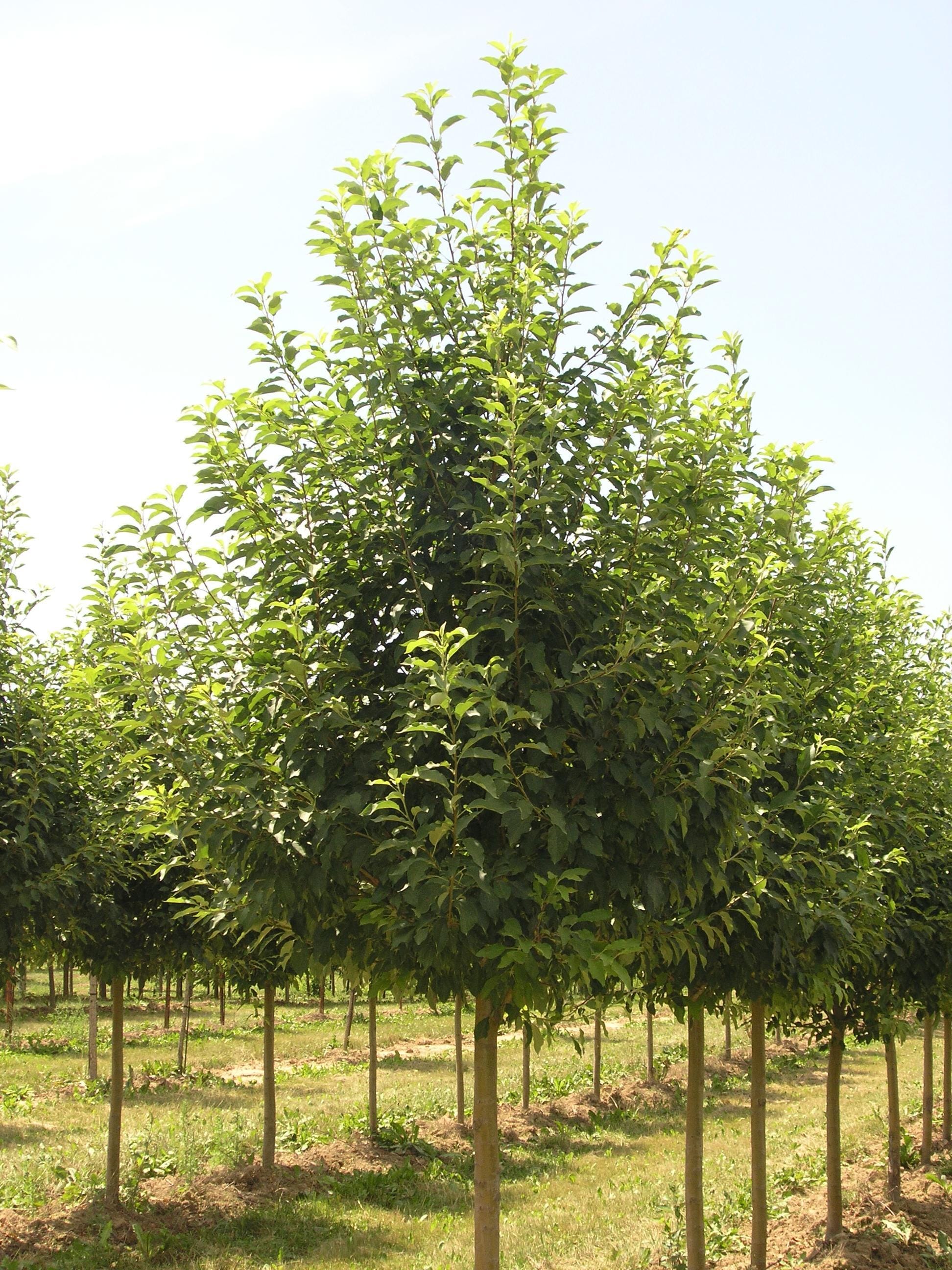 Malus ‘Spring Snow’ | Braun Nursery