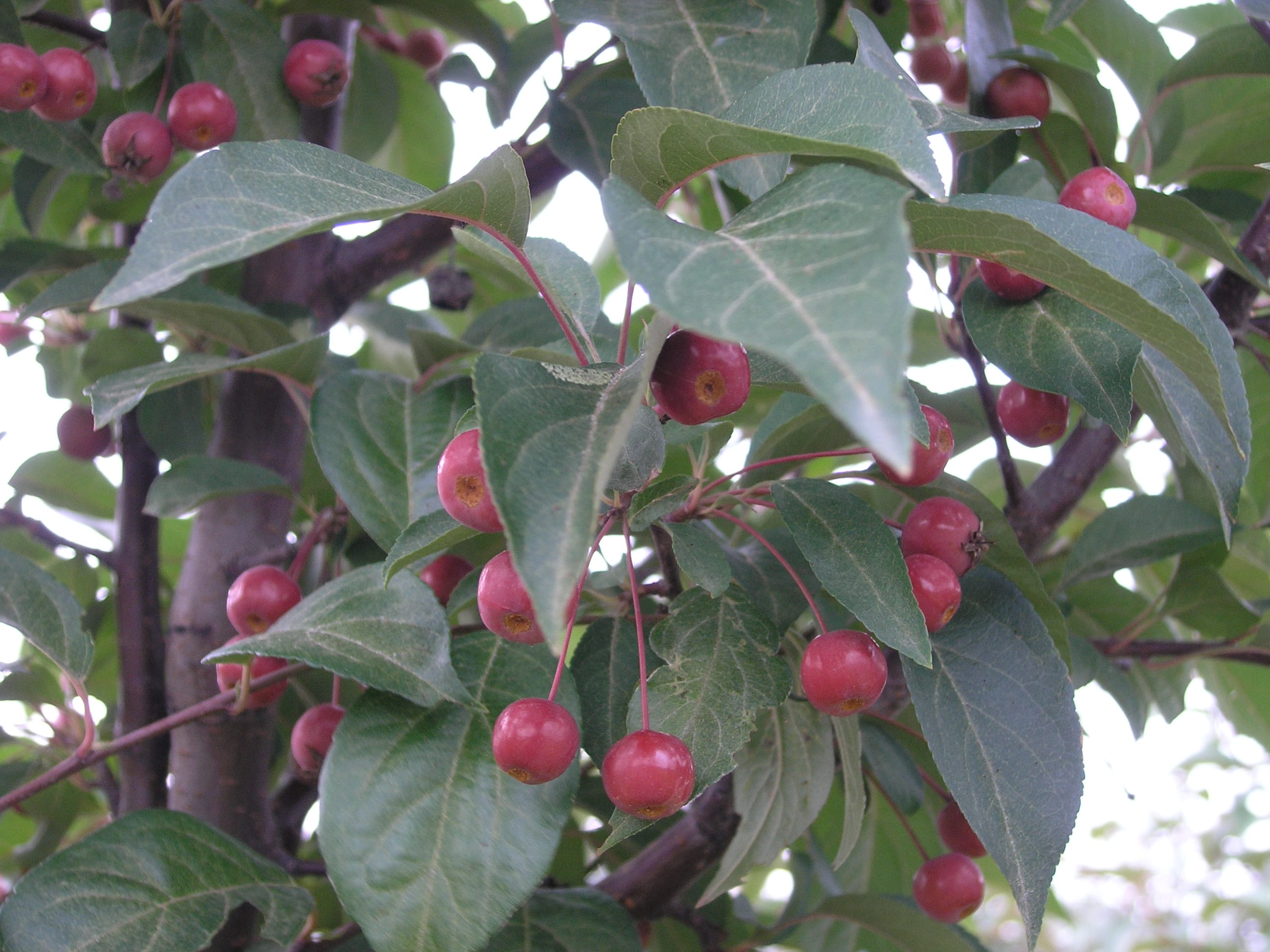 Malus ‘Red Splendor’ | Braun Nursery