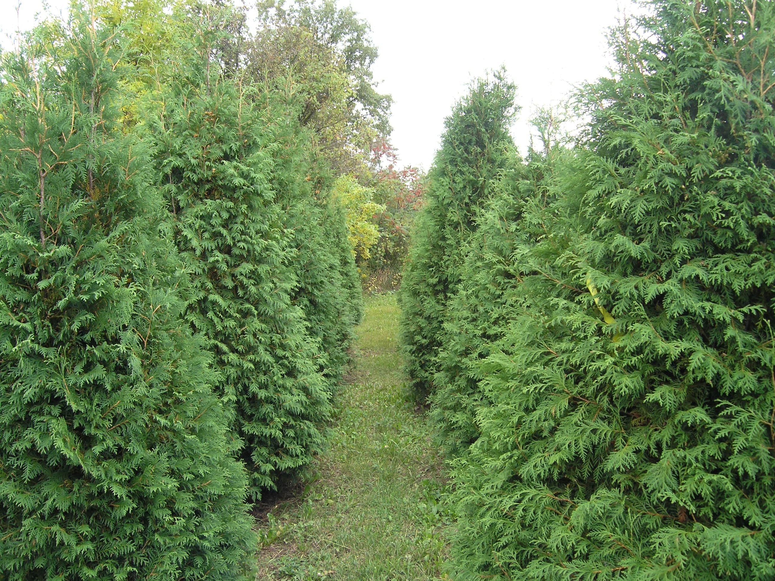 Thuja occidentalis | Braun Nursery