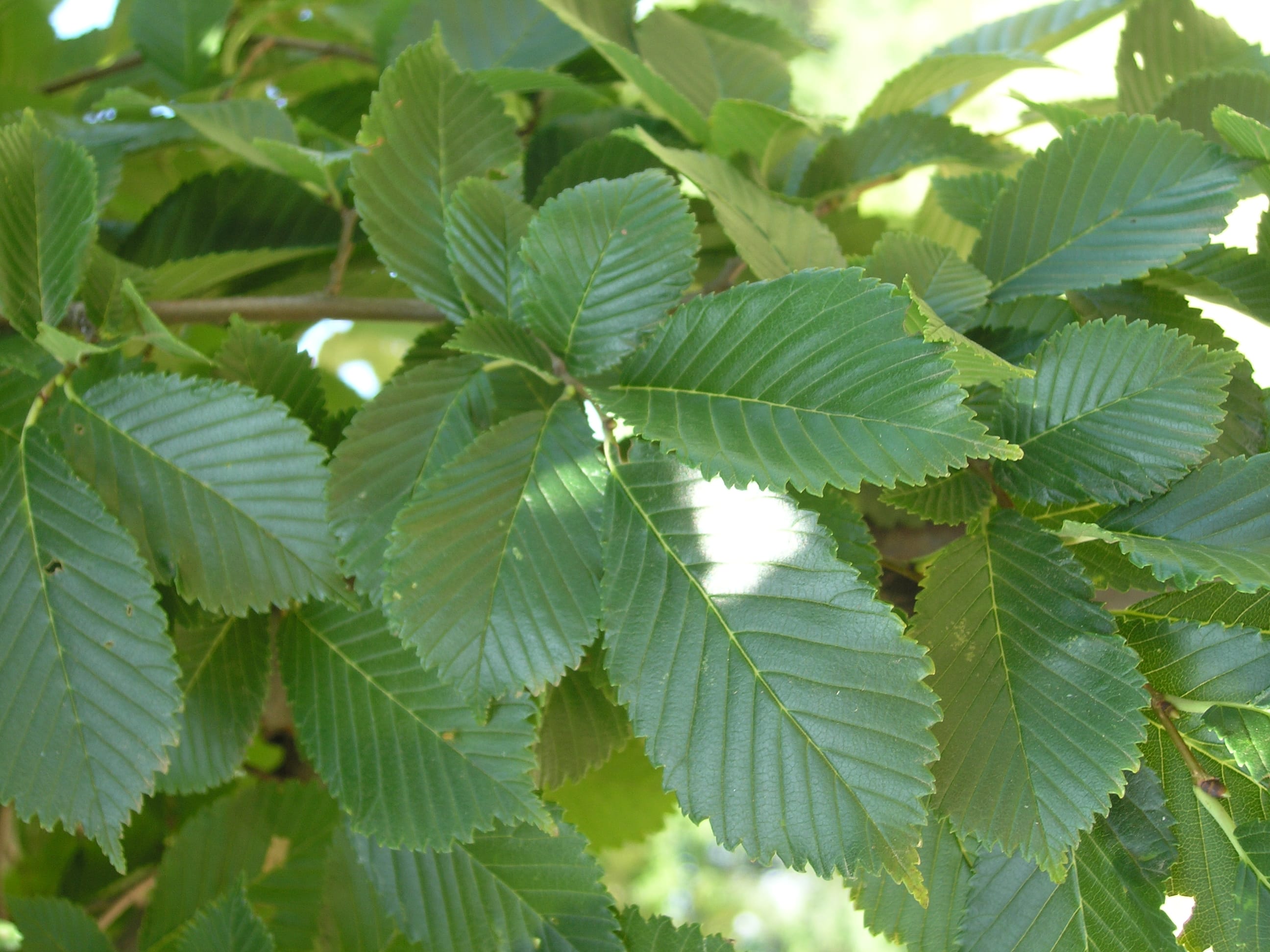 Ulmus hybrid ‘Pioneer’ | Braun Nursery