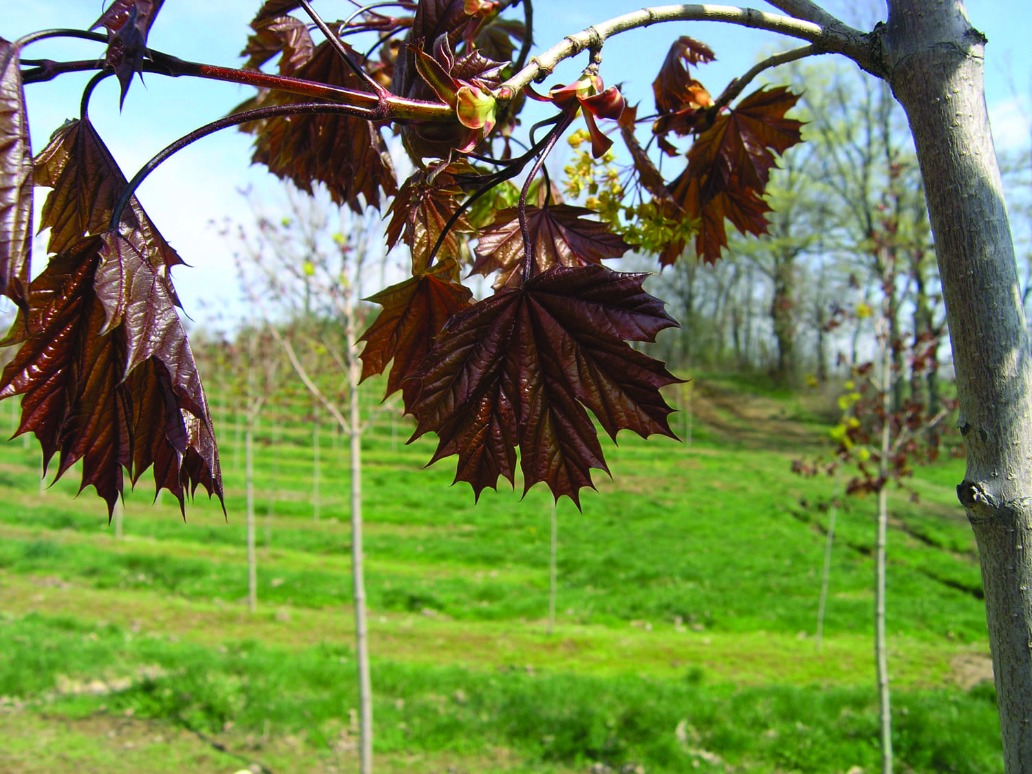 Acer ginnala ‘Ruby Slippers’ | Braun Nursery