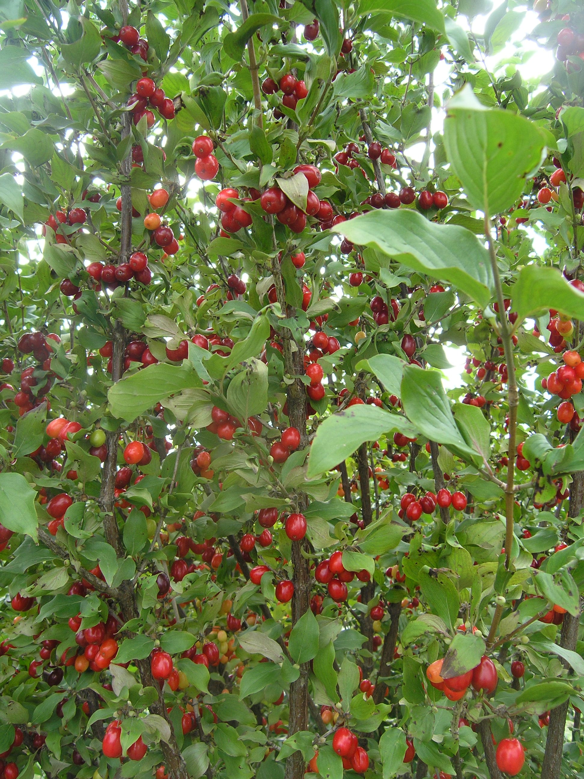 Cornus mas | Braun Nursery