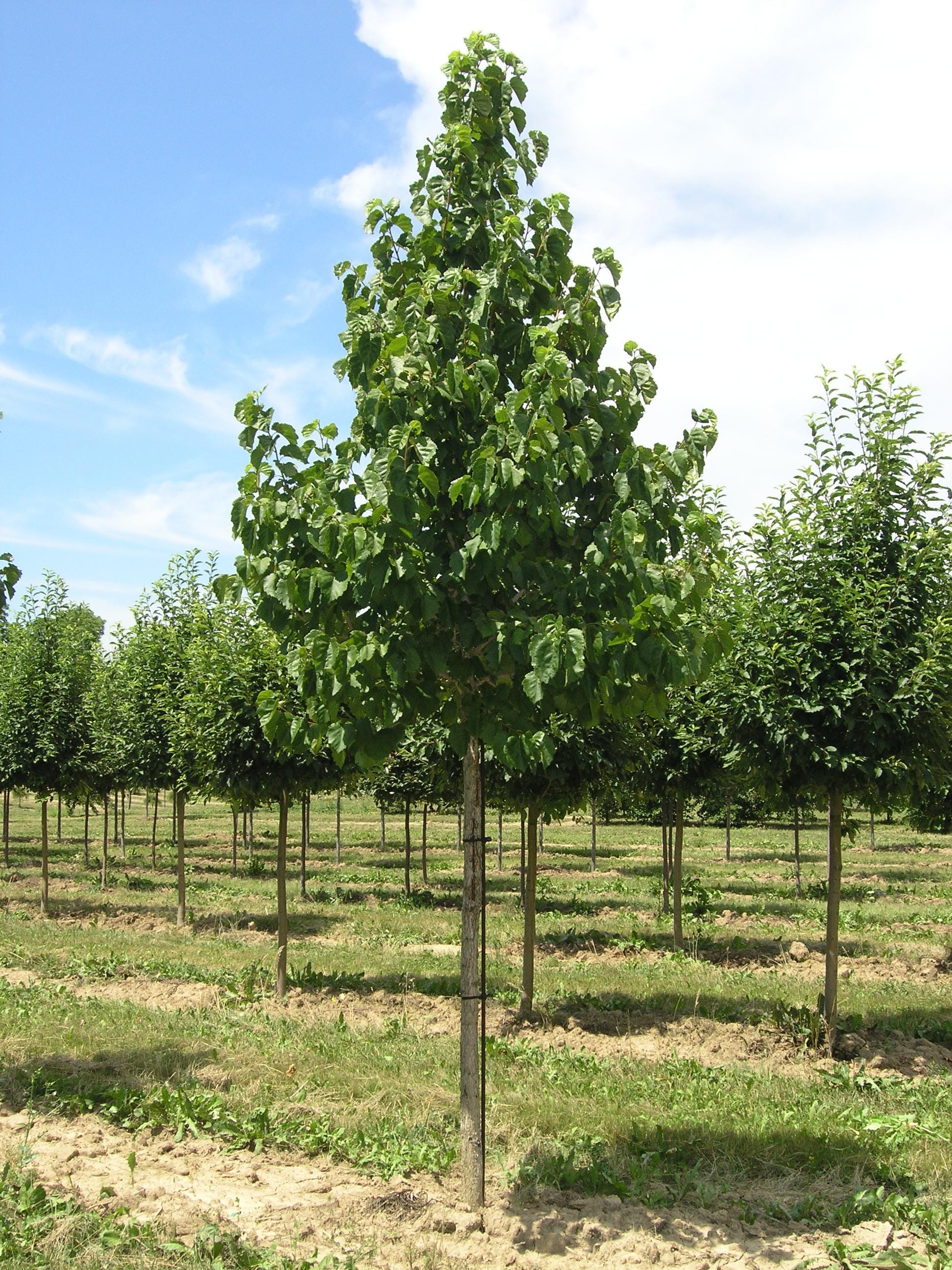 Corylus colurna | Braun Nursery