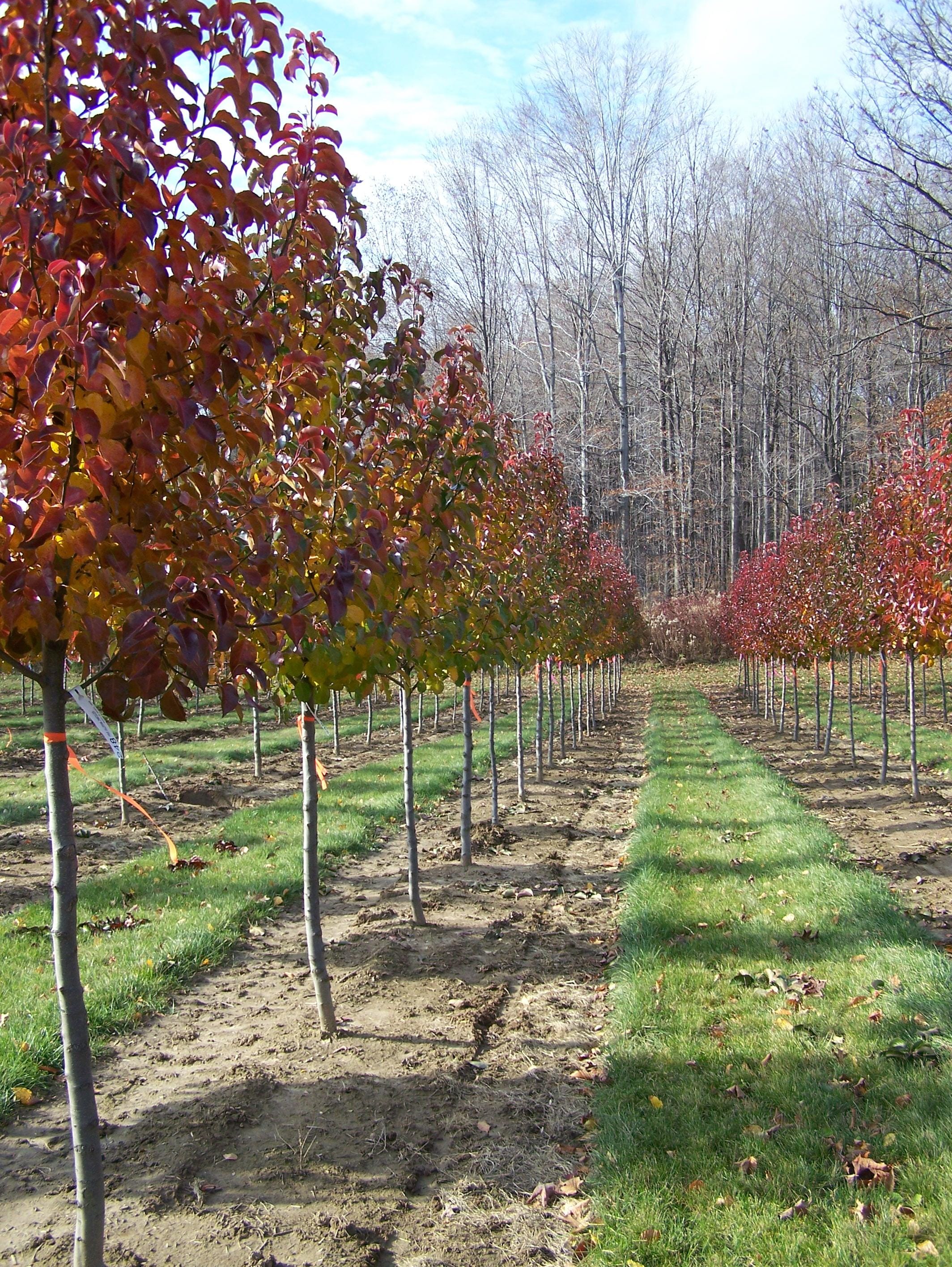 Pyrus calleryana ‘Chanticleer’ | Braun Nursery