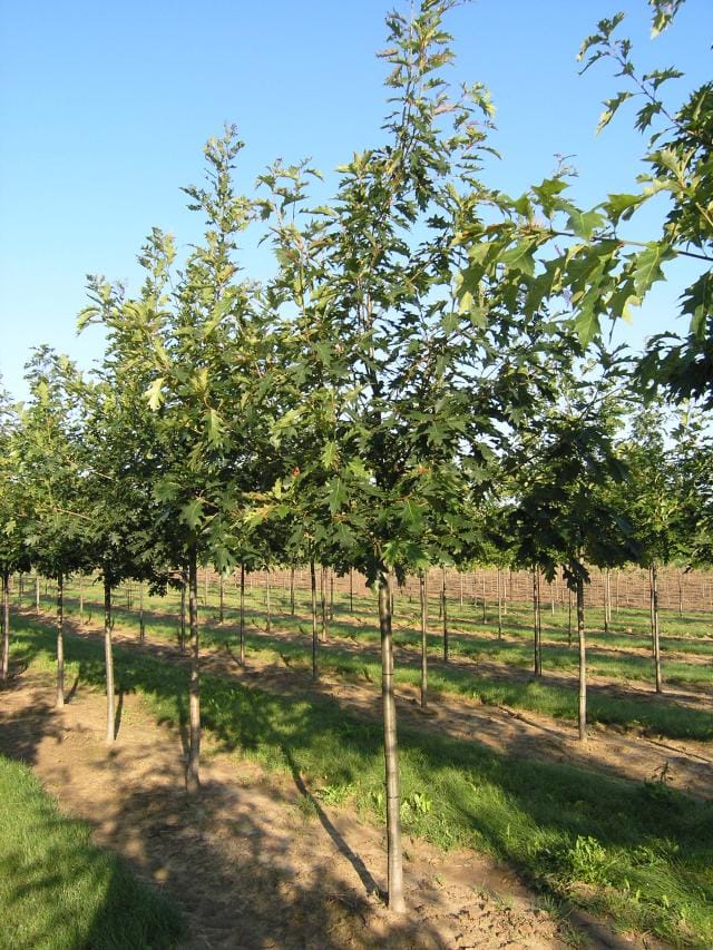 Quercus rubra | Braun Nursery