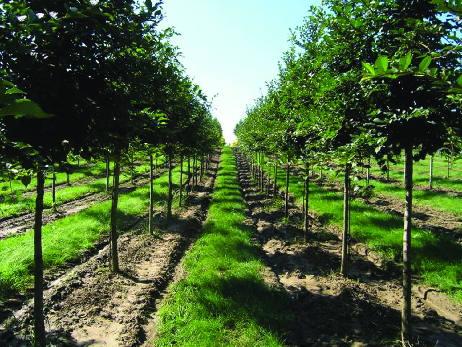 Ulmus japonica ‘Accolade’ | Braun Nursery