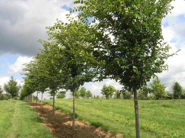 Ulmus x ‘Triumph’ | Braun Nursery